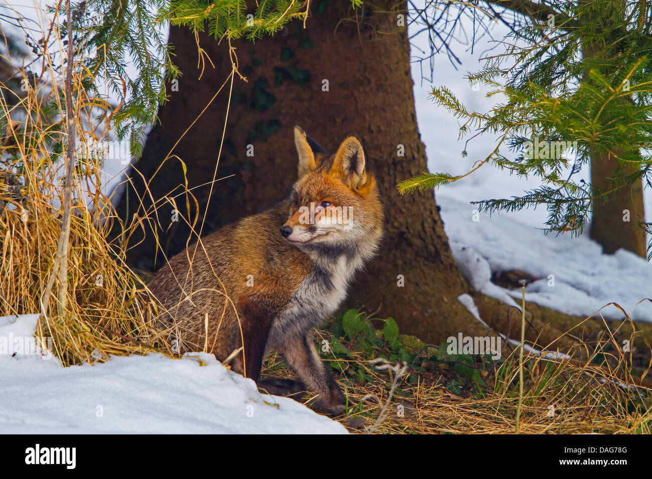 red fox (Vulpes vulpes), sitting under a tree at the forest edge, Switzerland, Sankt Gallen ...