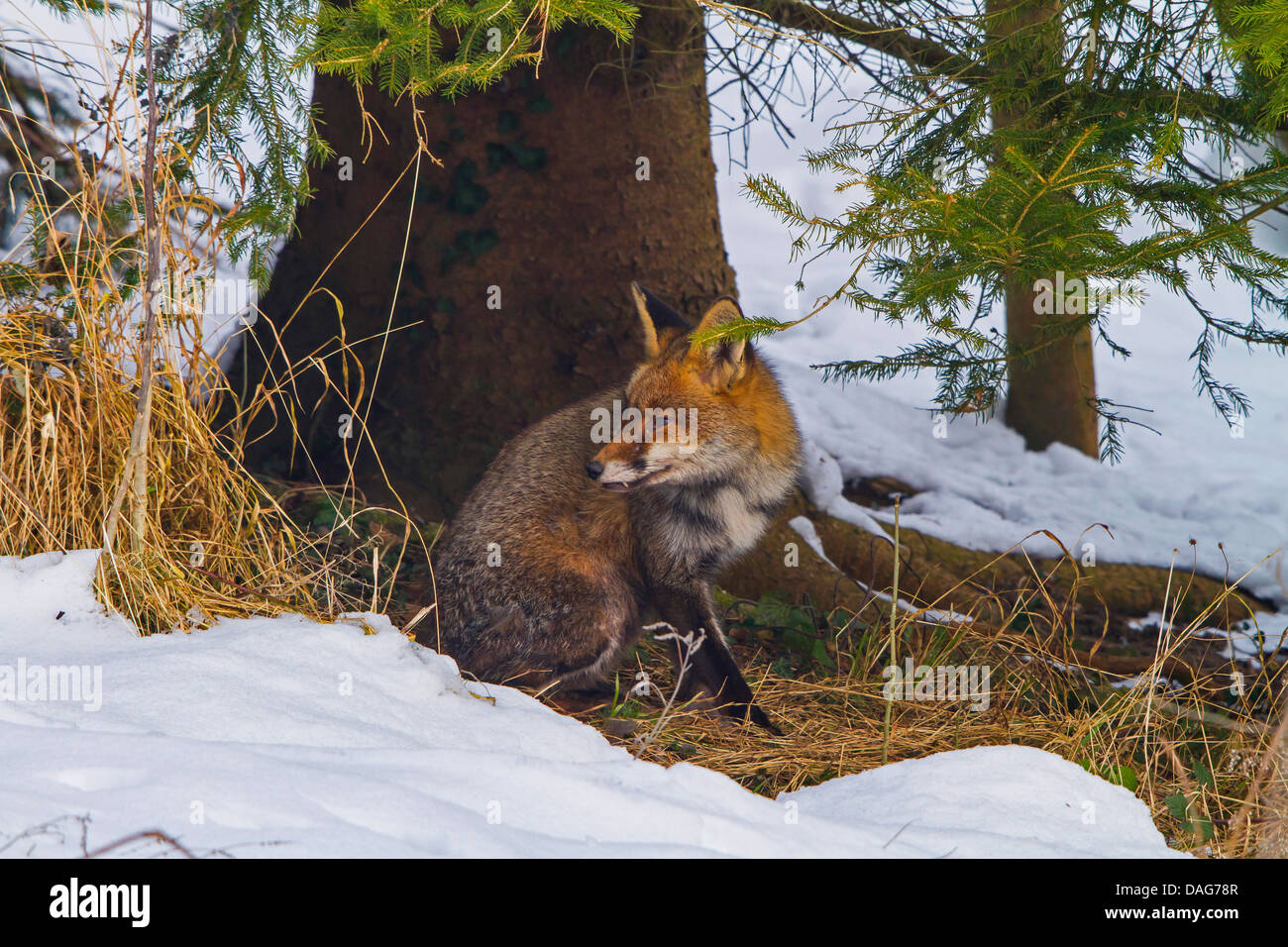 Red Fox Sitting Snow Vulpes Stock Photos & Red Fox Sitting Snow Vulpes ...