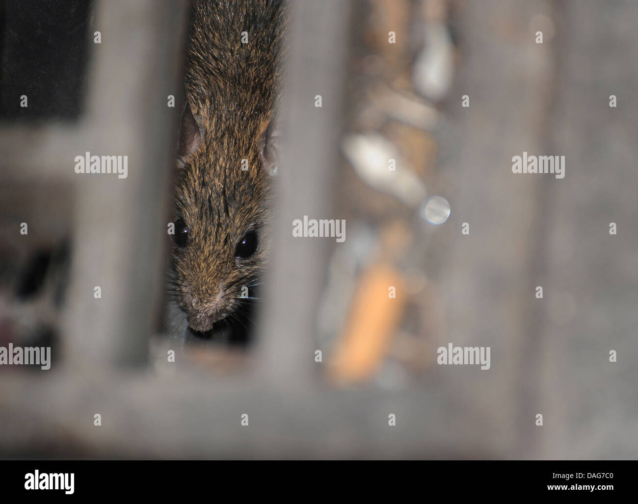 Brown rat in a sewer drain. Rattus norvegicus Stock Photo - Alamy