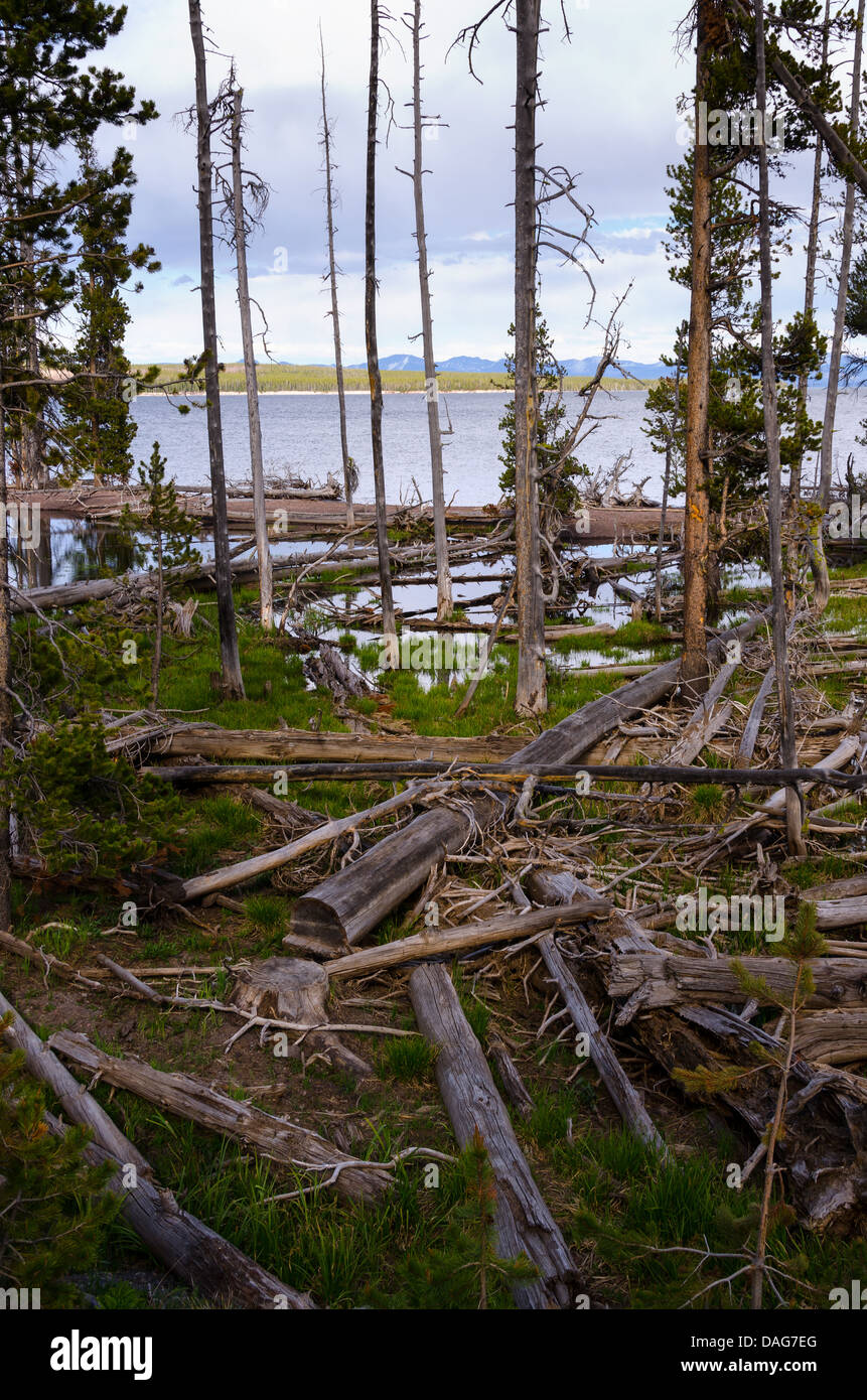 trees on Yellowstone lake National Park Stock Photo - Alamy