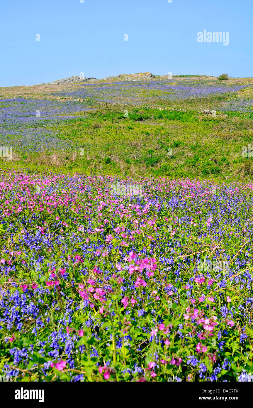 Atlantic bluebell (Hyacinthoides non-scripta, Endymion non-scriptus ...