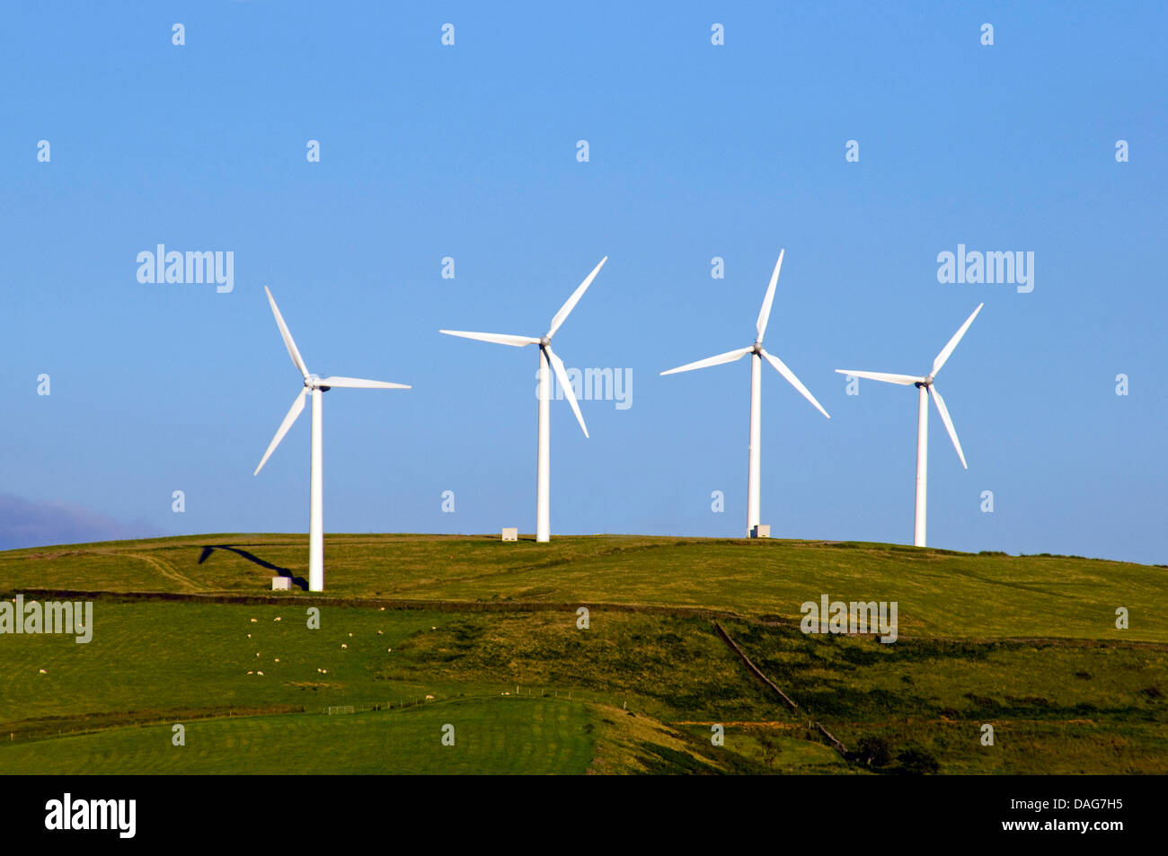Taff Ely Wind Farm with flock of sheep, United Kingdom, Wales Stock ...
