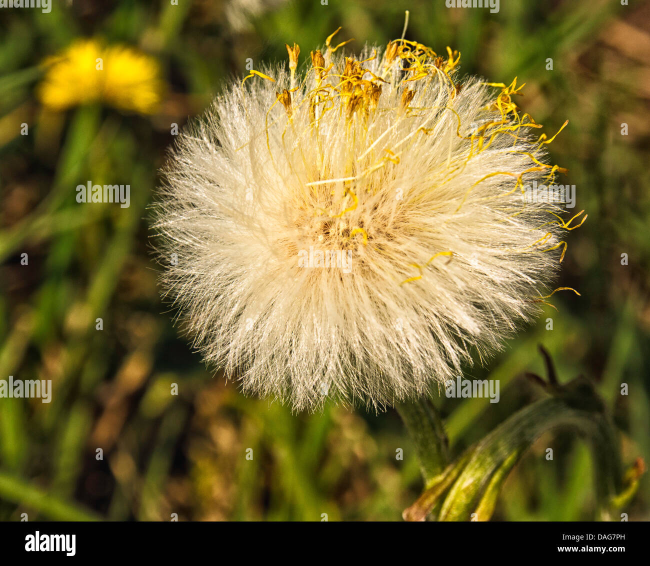 Dandelion seed head hi-res stock photography and images - Alamy