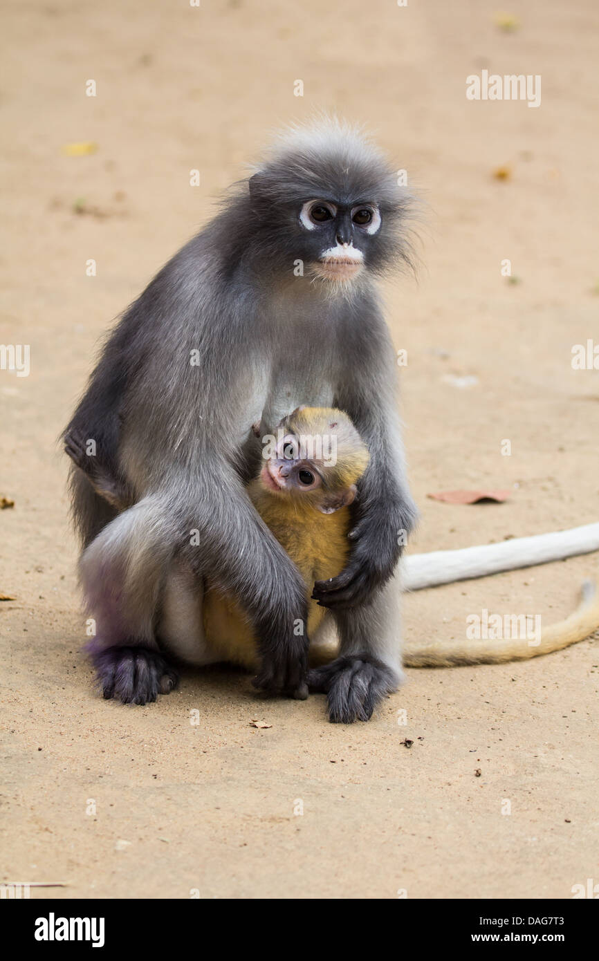Dusky leaf monkey with it's baby Stock Photo - Alamy