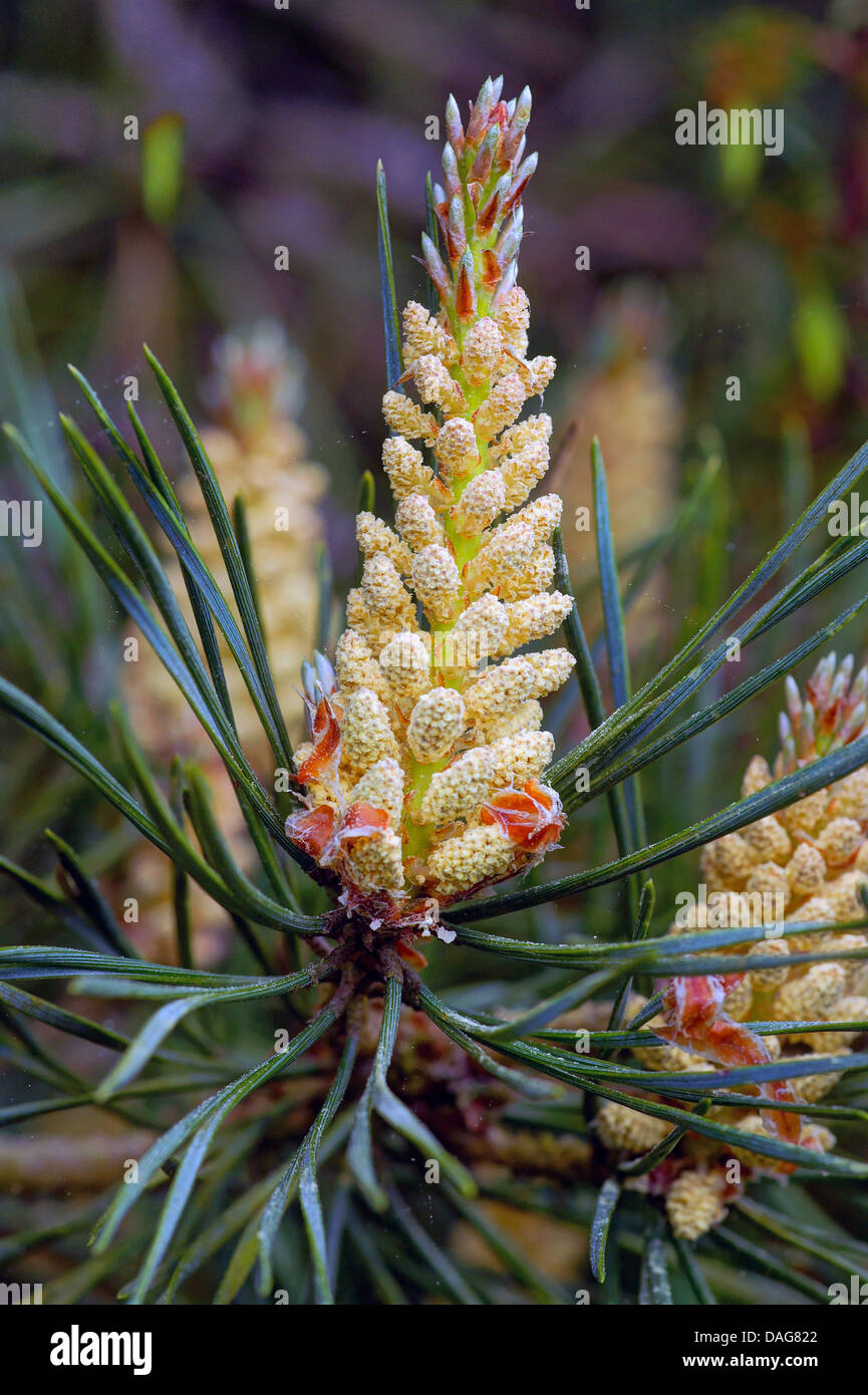 Scotch pine, Scots pine (Pinus sylvestris), blooming inflorescence ...