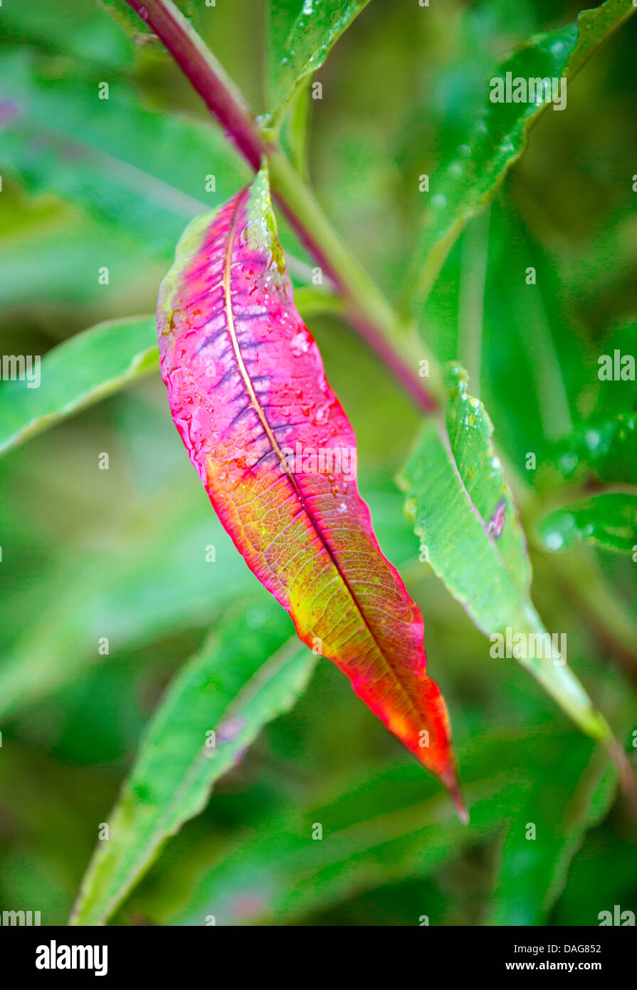Fireweed in autumn hi-res stock photography and images - Alamy
