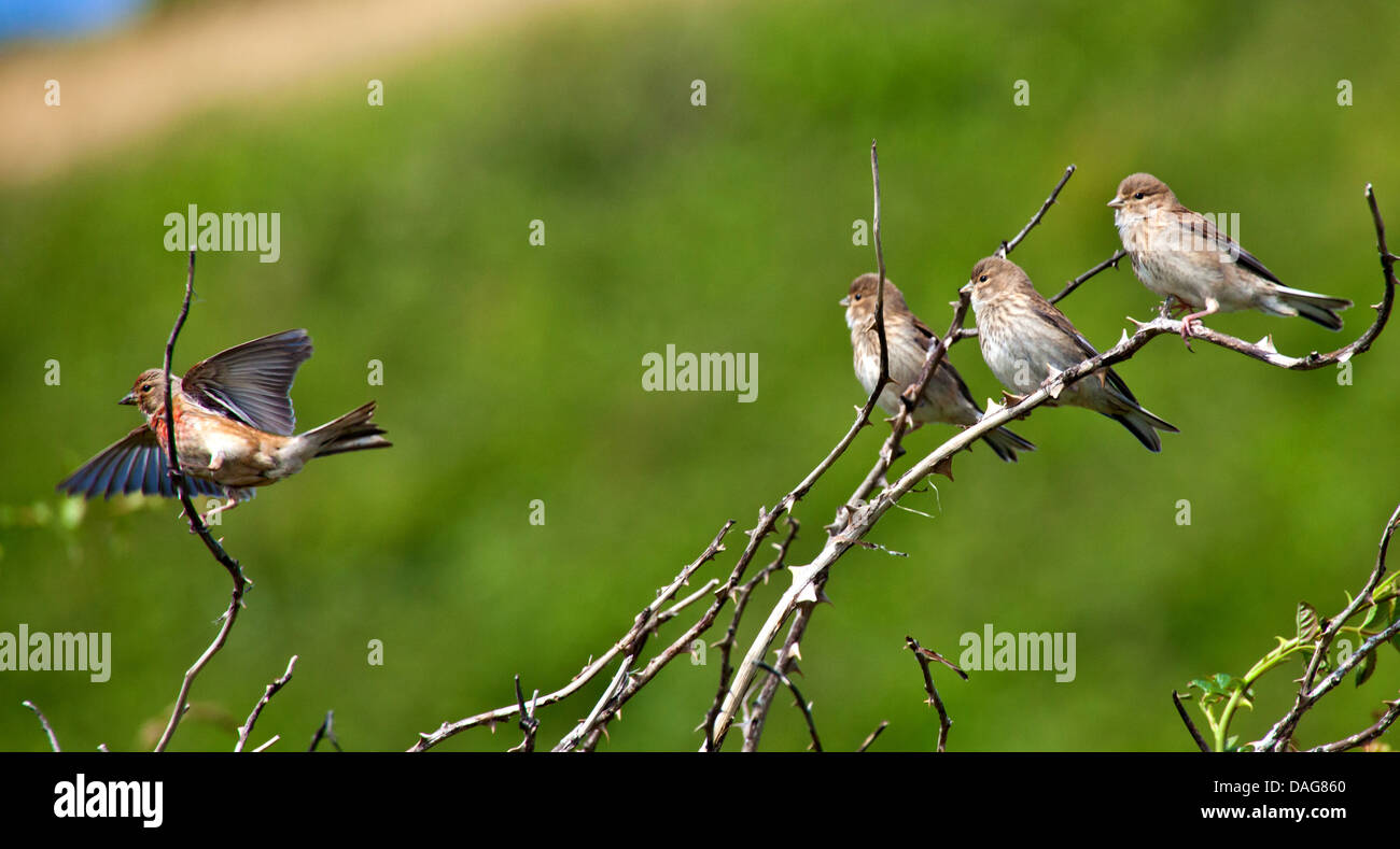 Wings linnet hi-res stock photography and images - Alamy
