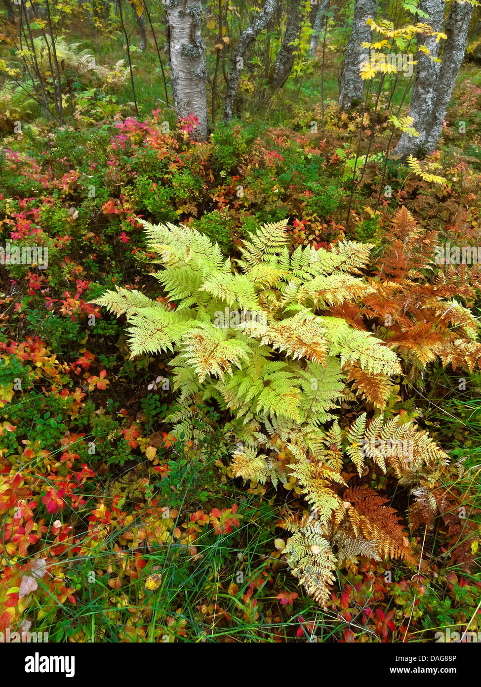 Norwegian fern hi-res stock photography and images - Alamy