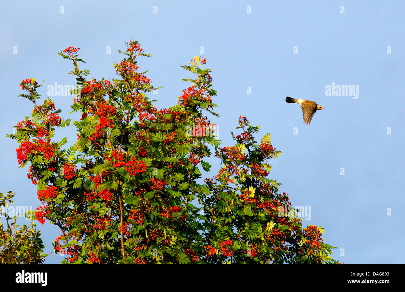 Bird flying over tree hi-res stock photography and images - Alamy