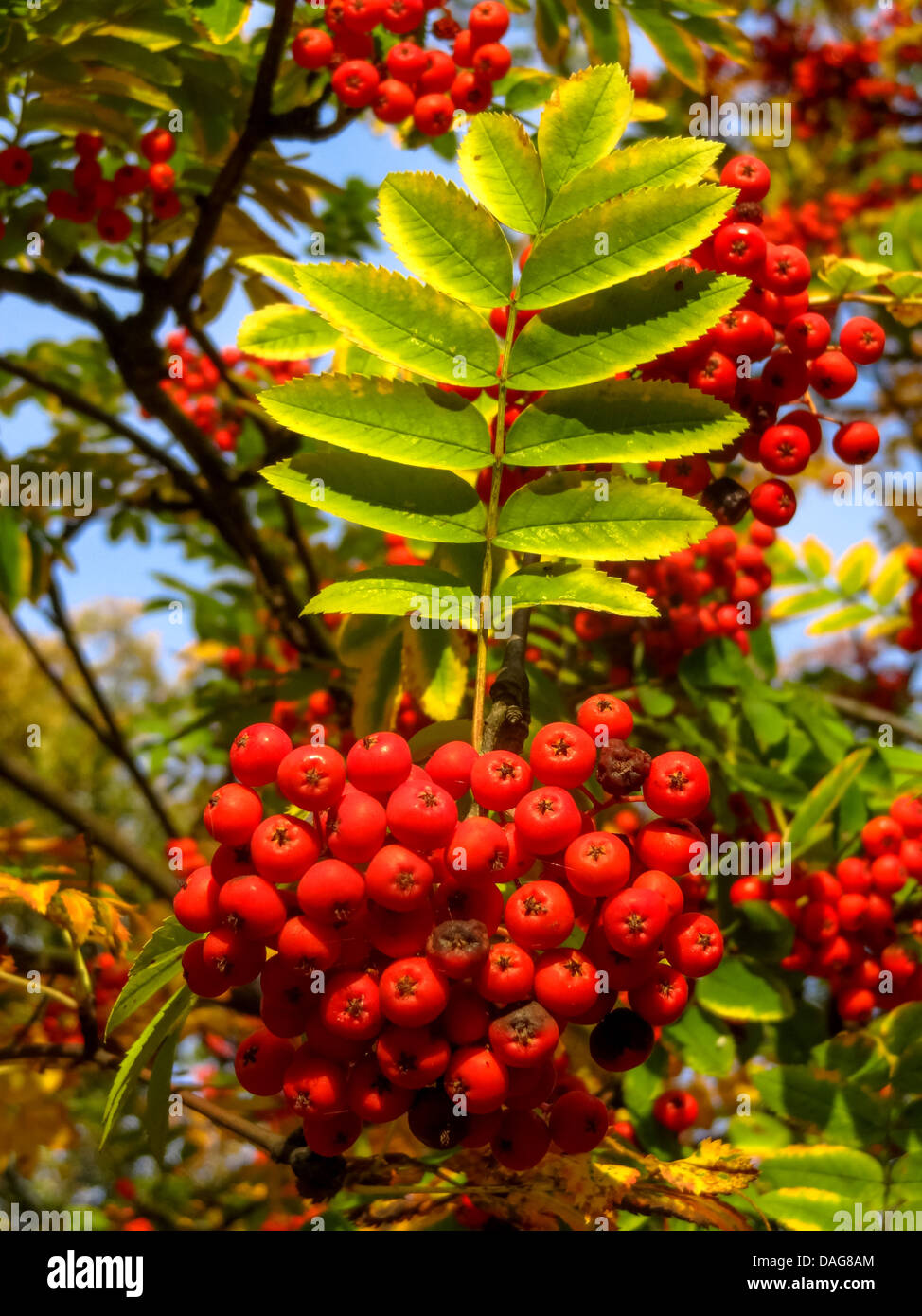 European mountain-ash, rowan tree (Sorbus aucuparia), with berries ...