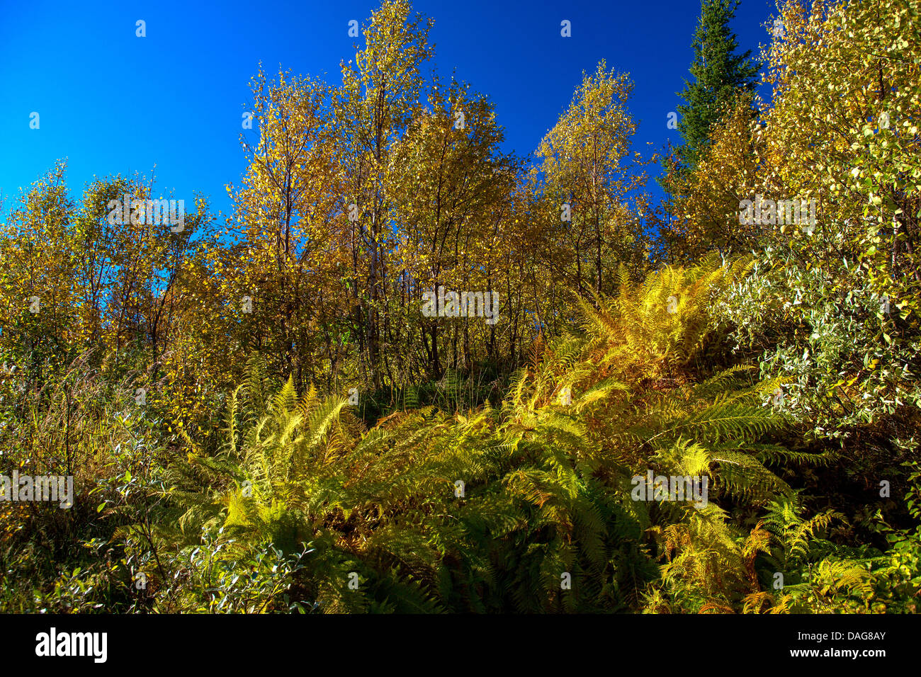 North boreal forest hi-res stock photography and images - Alamy