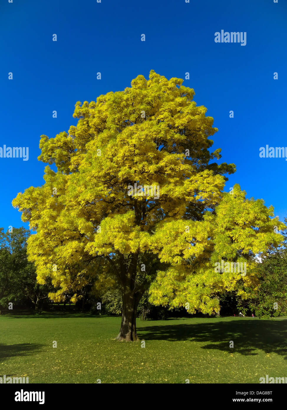 common ash, European ash (Fraxinus excelsior), tree in autumn, Germany ...