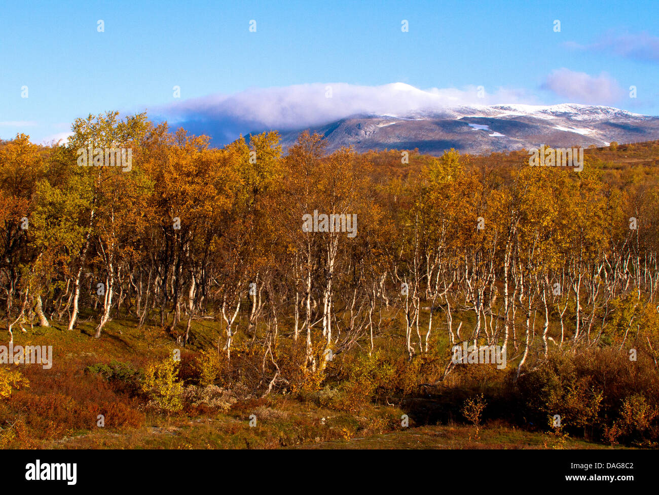 Birch ridge hi-res stock photography and images - Alamy