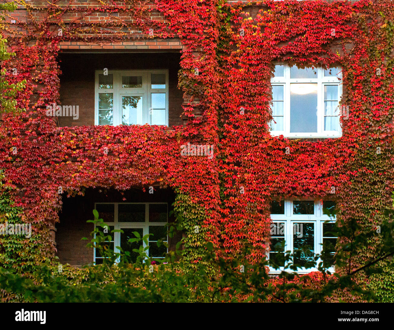 Boston ivy, Japanese creeper (Parthenocissus tricuspidata), in autumn ...