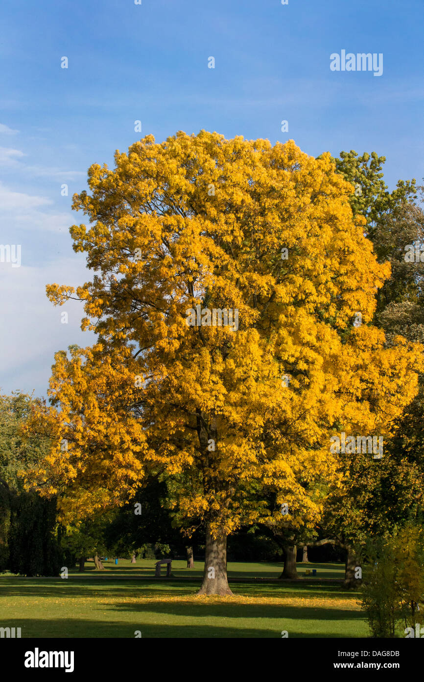common ash, European ash (Fraxinus excelsior), tree in autumn, Germany ...