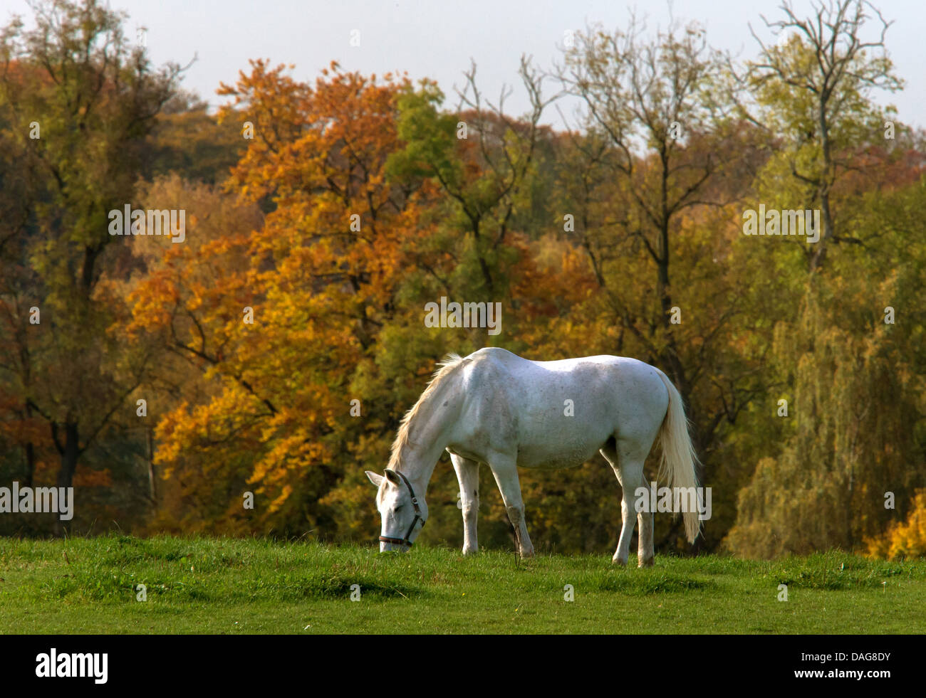 Horse colouring hi-res stock photography and images - Alamy