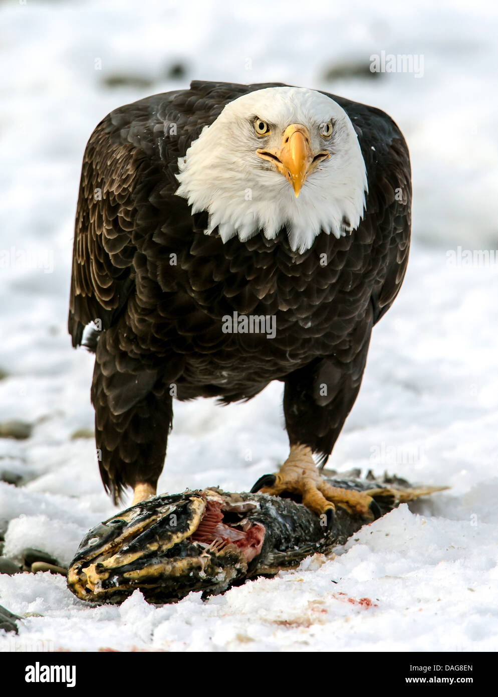 American bald eagle (Haliaeetus leucocephalus), standing on a dead ...