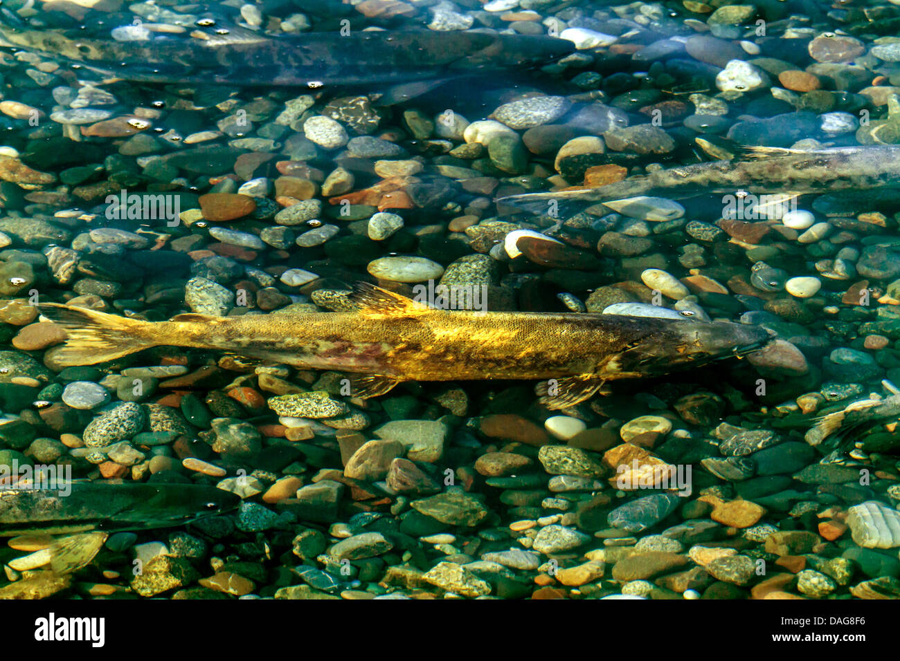 chum salmon (Oncorhynchus keta), some fishes before spawning over ...