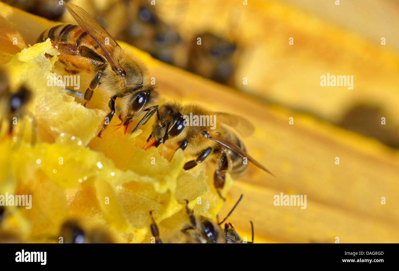 Honey cells honeycomb wax honey hi-res stock photography and images - Alamy