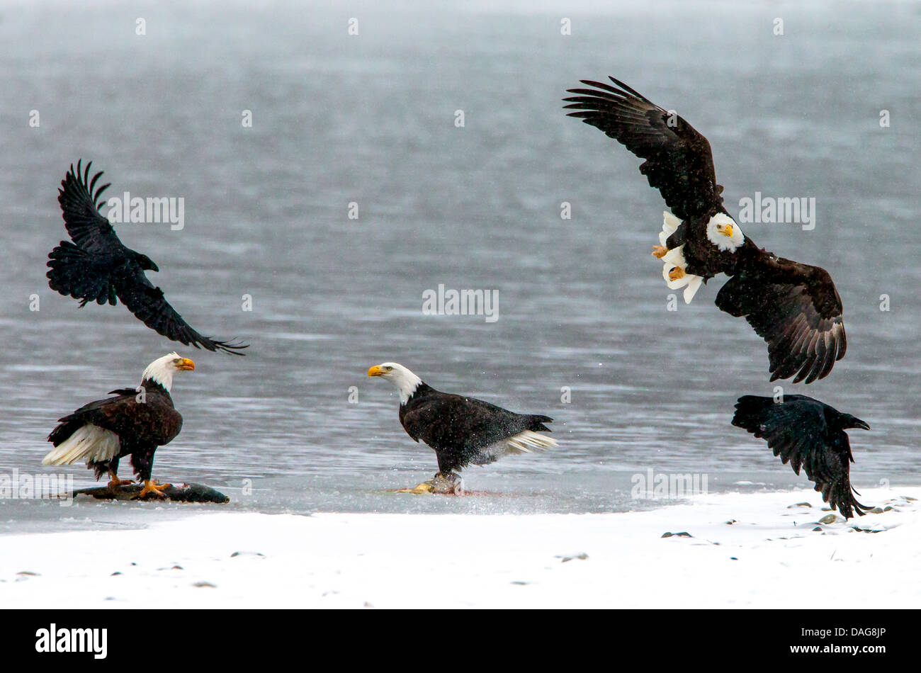 American bald eagle (Haliaeetus leucocephalus), three American bald ...