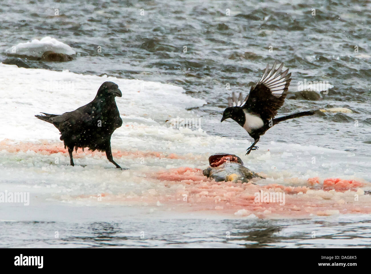 common raven (Corvus corax), raven and magpie at dead salmon on the ...