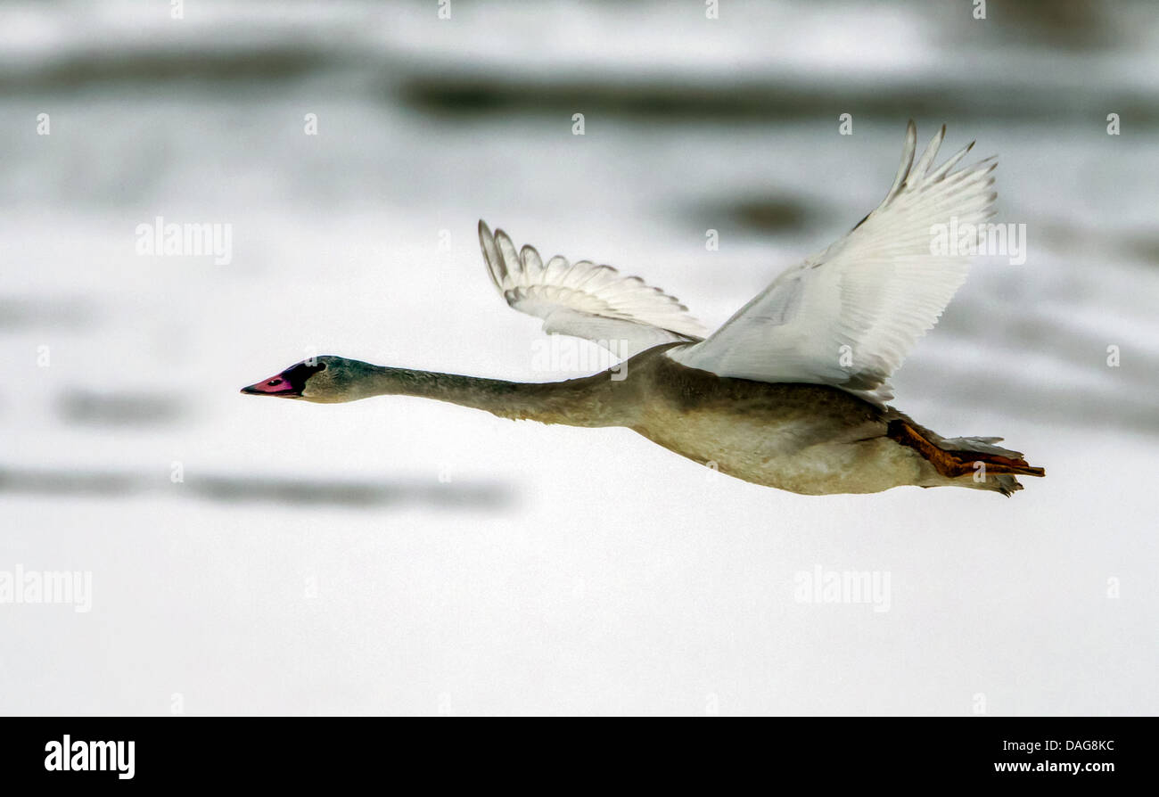 trumpeter swan (Cygnus buccinator), in flight, USA, Alaska, Chilkat ...