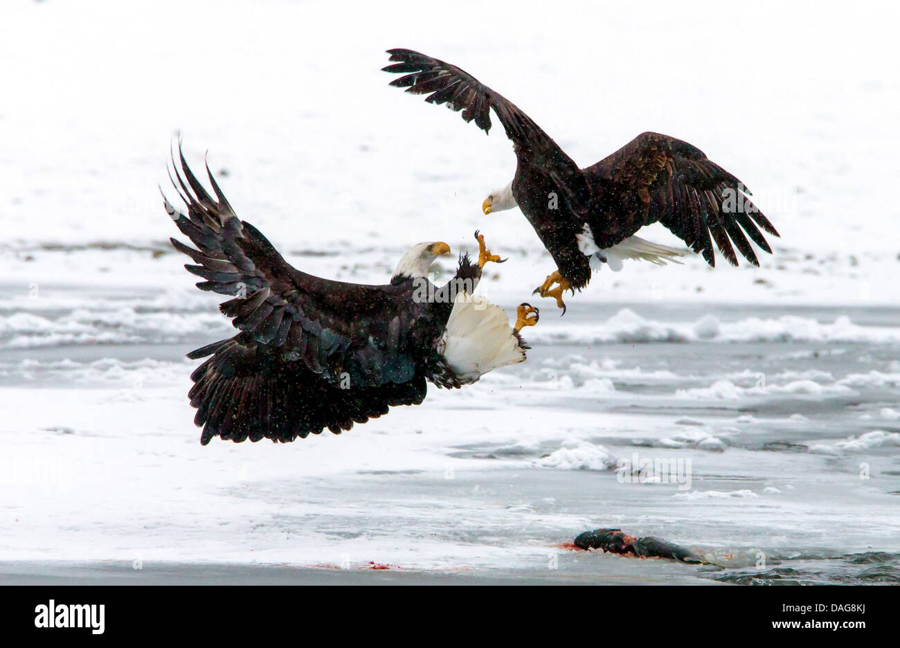 American bald eagle (Haliaeetus leucocephalus), two American bald ...