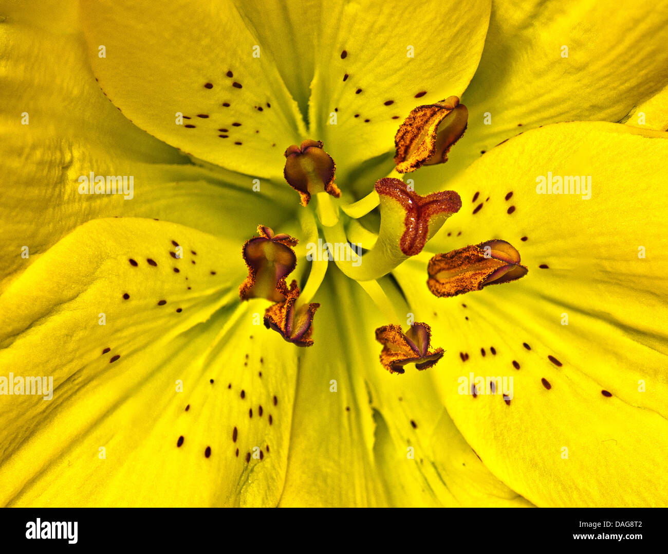 Yellow lilly hi-res stock photography and images - Alamy