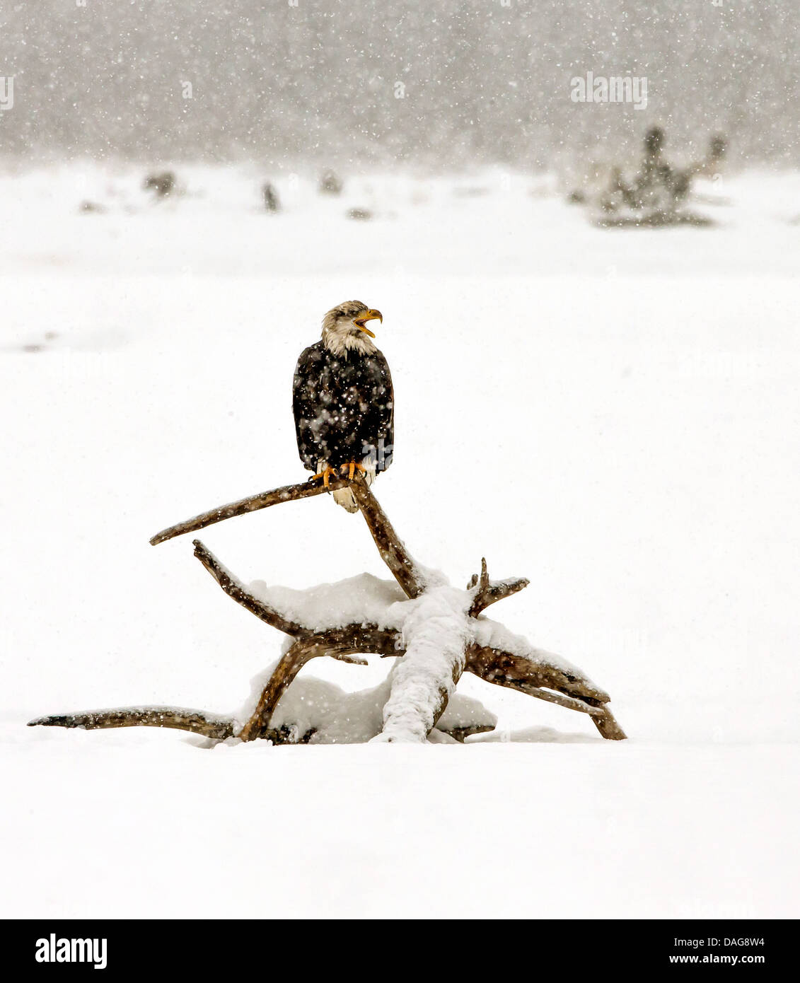 American bald eagle (Haliaeetus leucocephalus), sitting on dead wood in ...