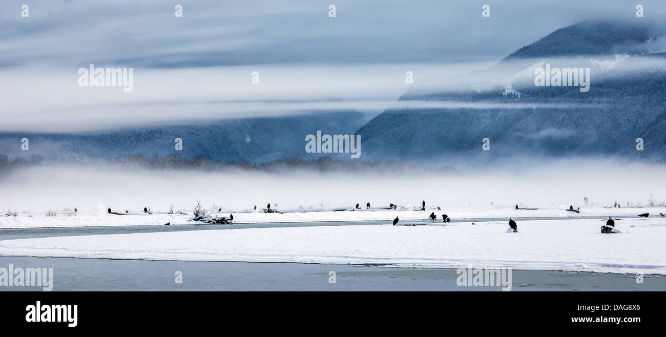 Chilkat bald eagle preserve hi-res stock photography and images - Alamy