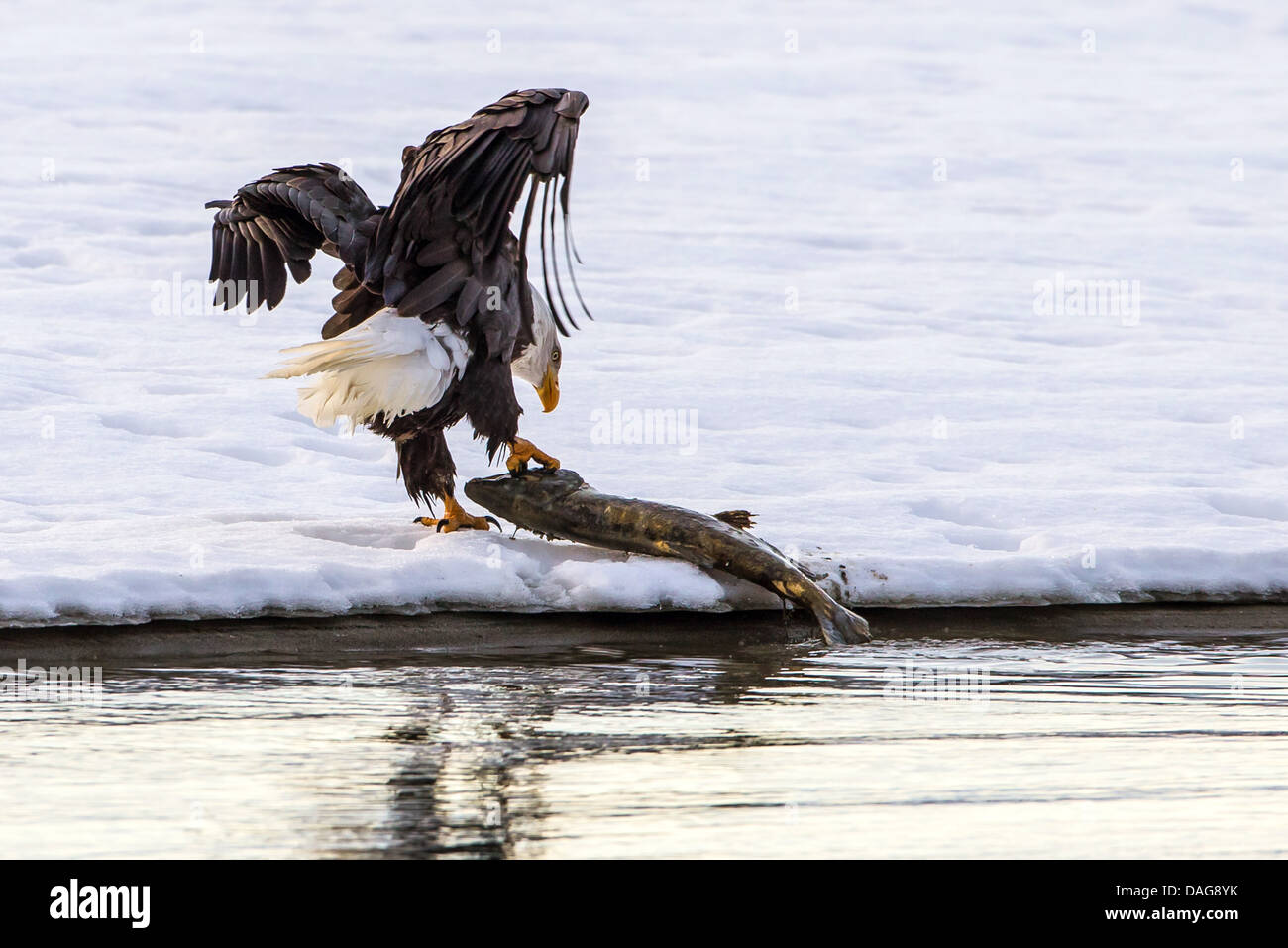 American bald eagle (Haliaeetus leucocephalus), with catched dog salmon ...