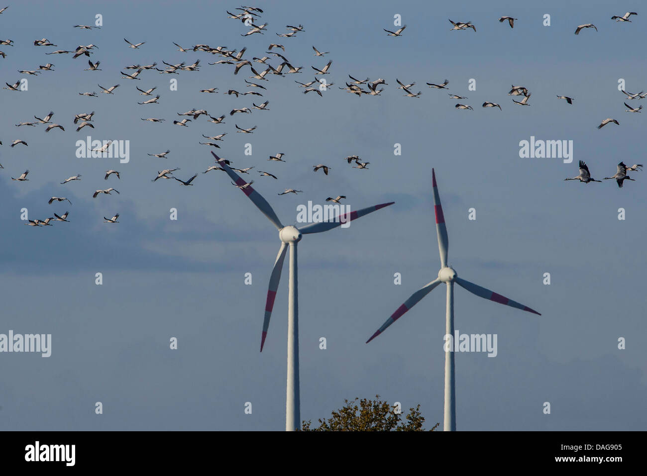 Swamp crane fly hi-res stock photography and images - Alamy