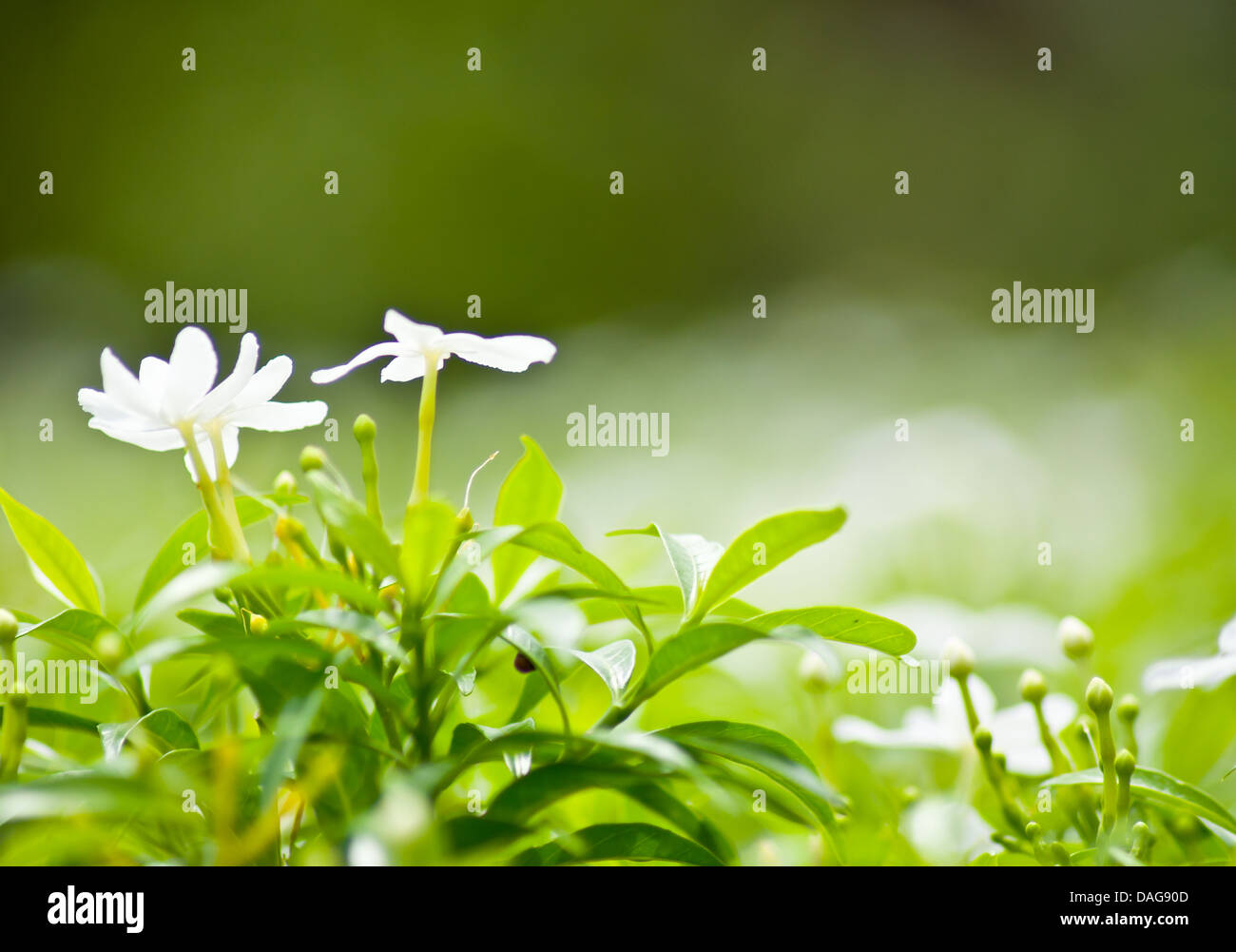 Soft light white flower hi-res stock photography and images - Alamy