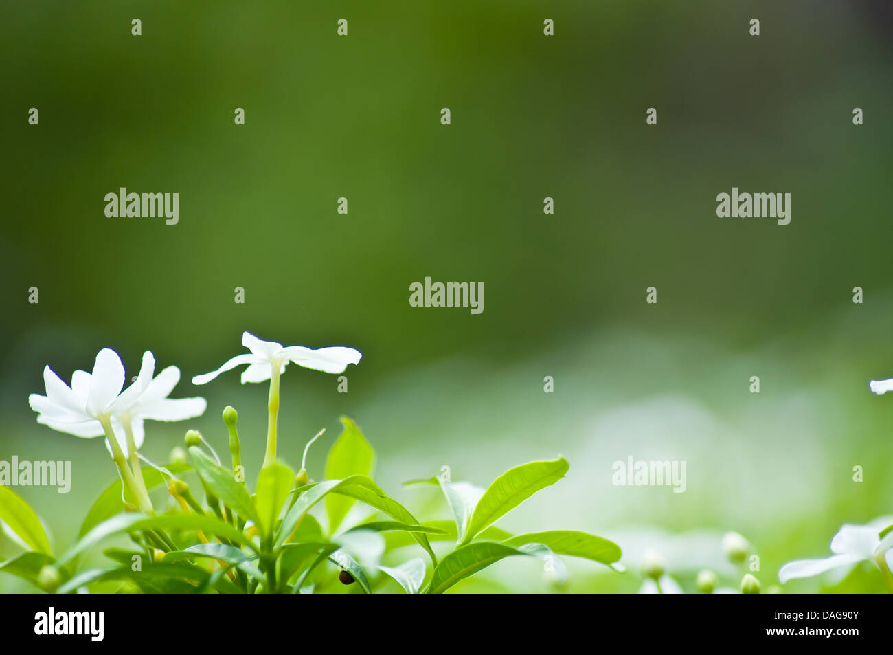 Soft light flower hi-res stock photography and images - Alamy