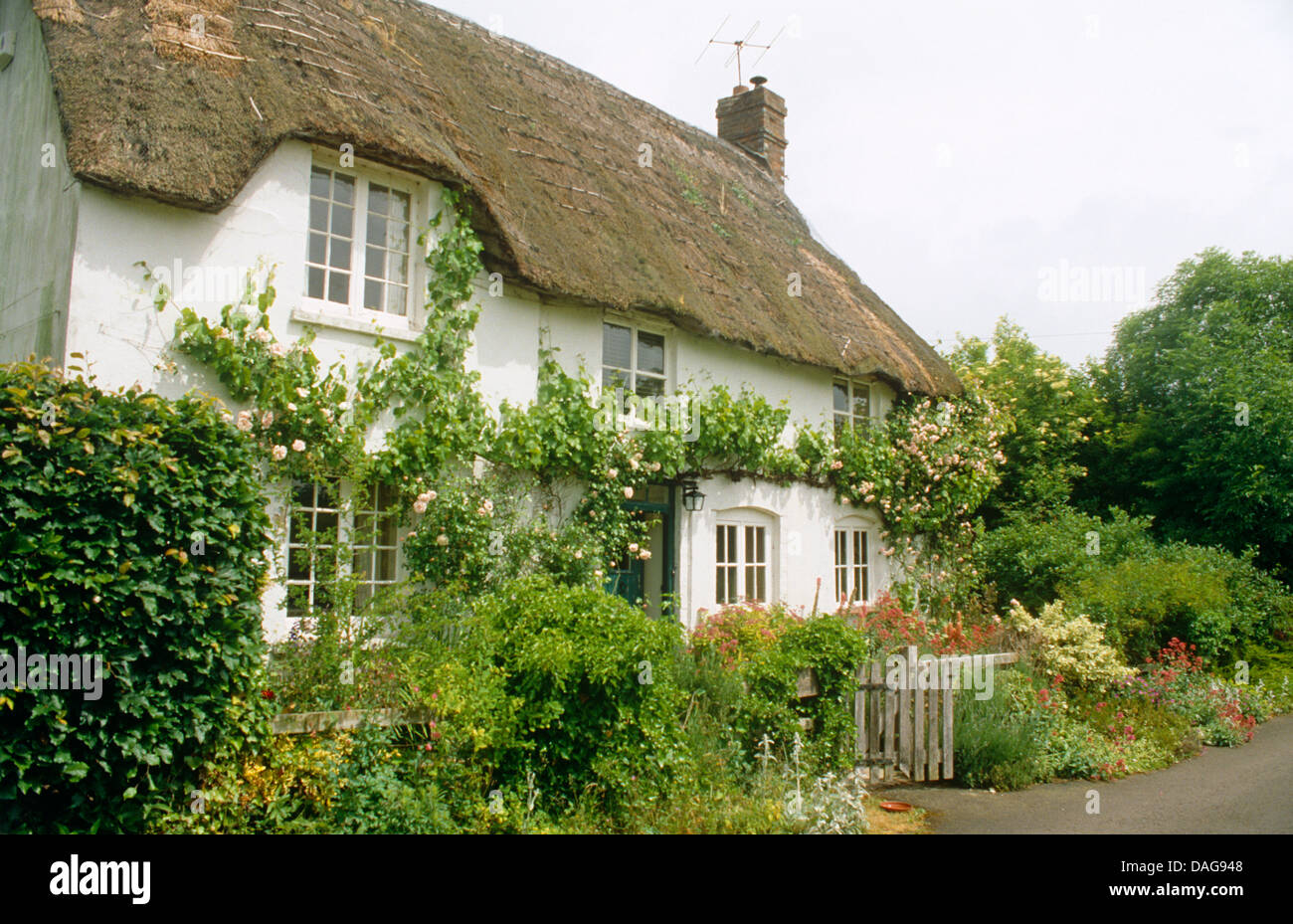 Roses around the door of a traditional thatched English cottage with ...