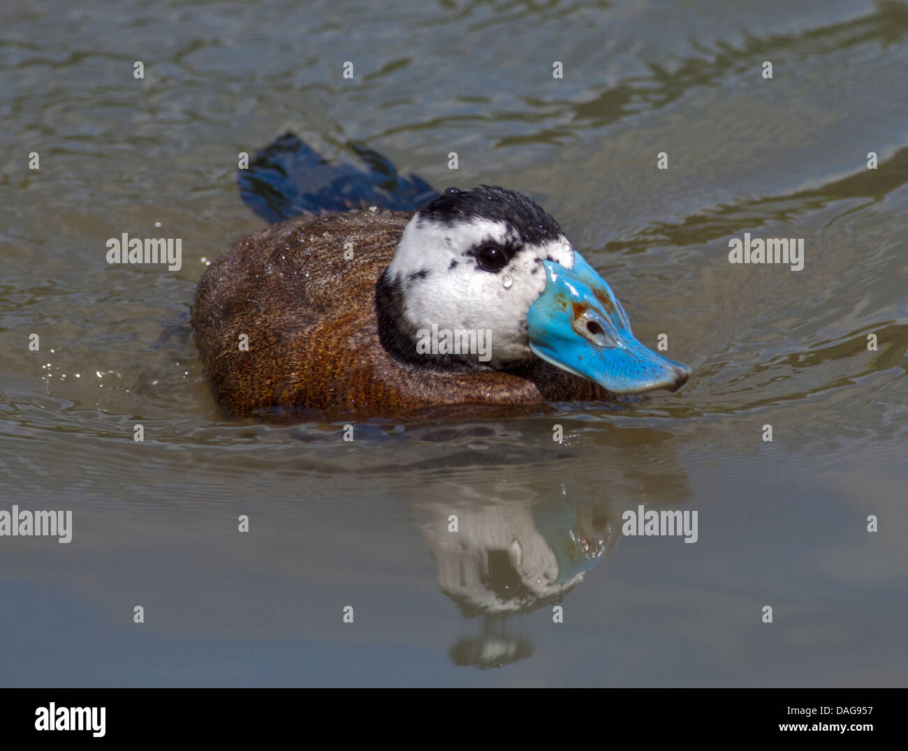 White Headed Duck (Drake) (oxyura leucocephala Stock Photo - Alamy
