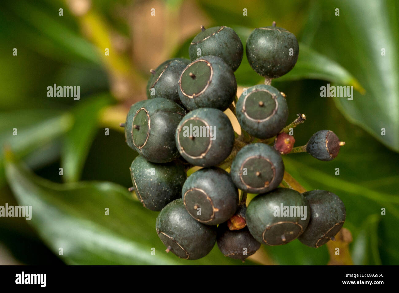 English ivy, common ivy (Hedera helix), fruits, Germany, North Rhine ...