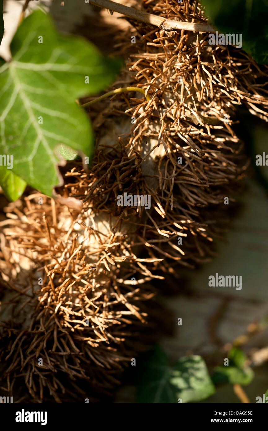 English ivy, common ivy (Hedera helix), aerial roots, Germany, North ...