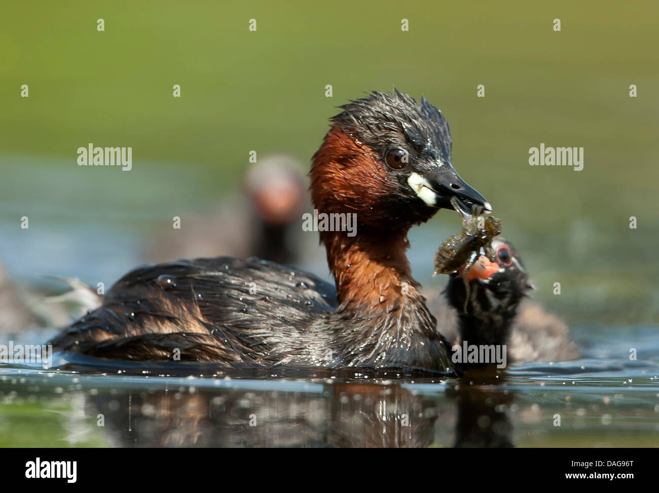 little grebe (Podiceps ruficollis, Tachybaptus ruficollis), adult bird ...