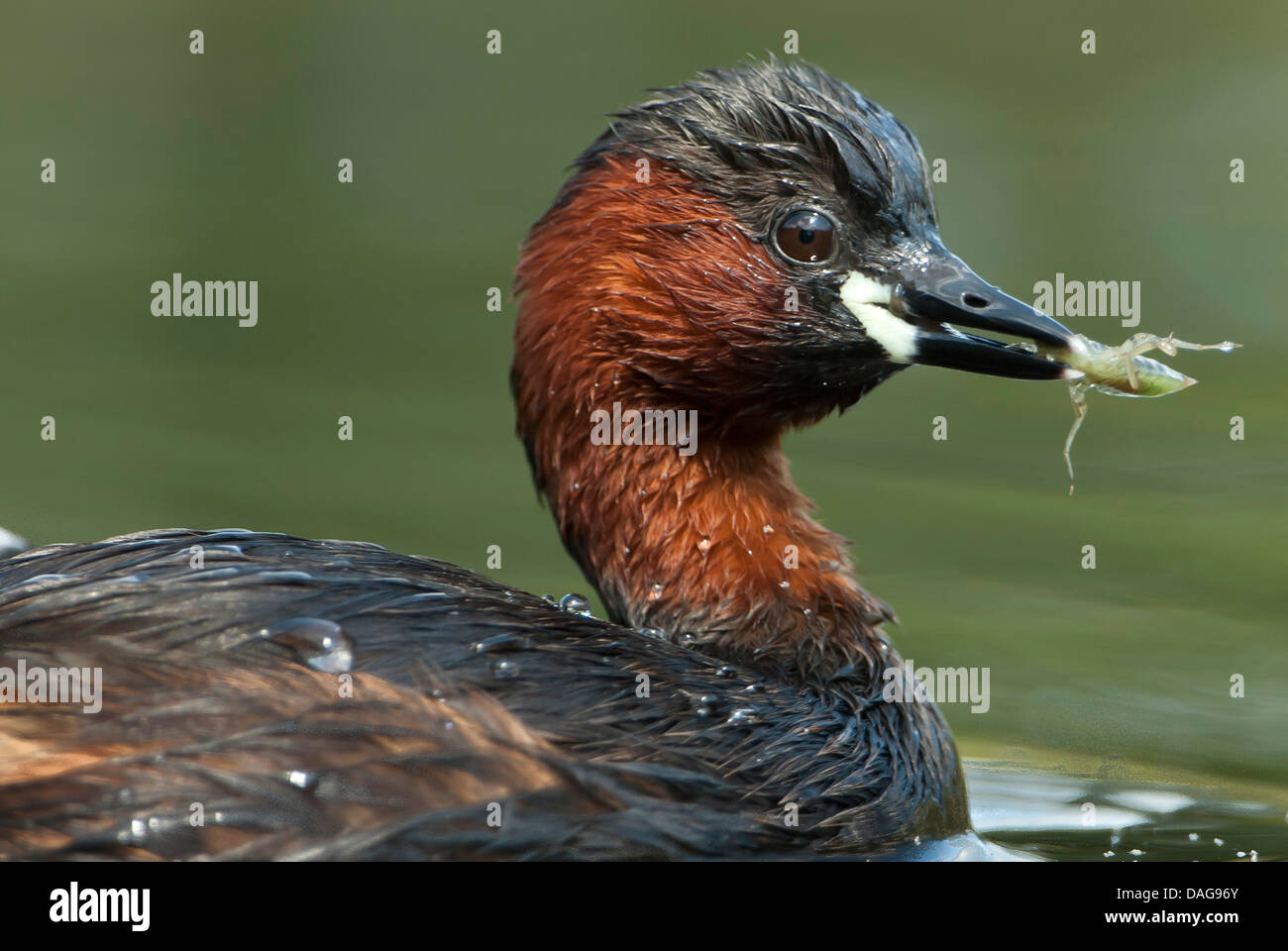 little grebe (Podiceps ruficollis, Tachybaptus ruficollis), with ...