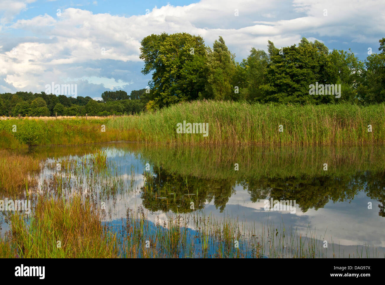 Reed in pond hi-res stock photography and images - Alamy