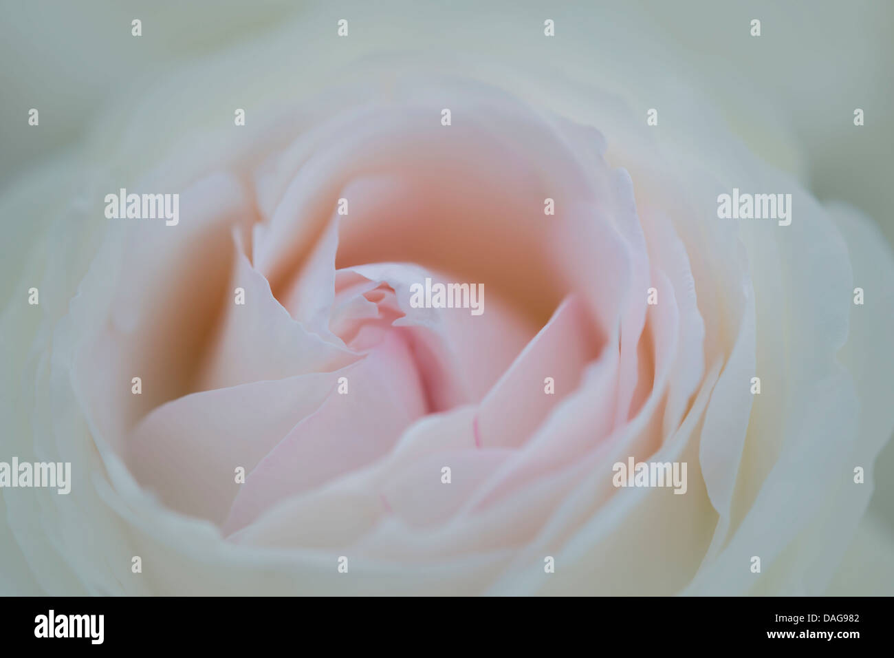 Center of soft pink rose Stock Photo - Alamy