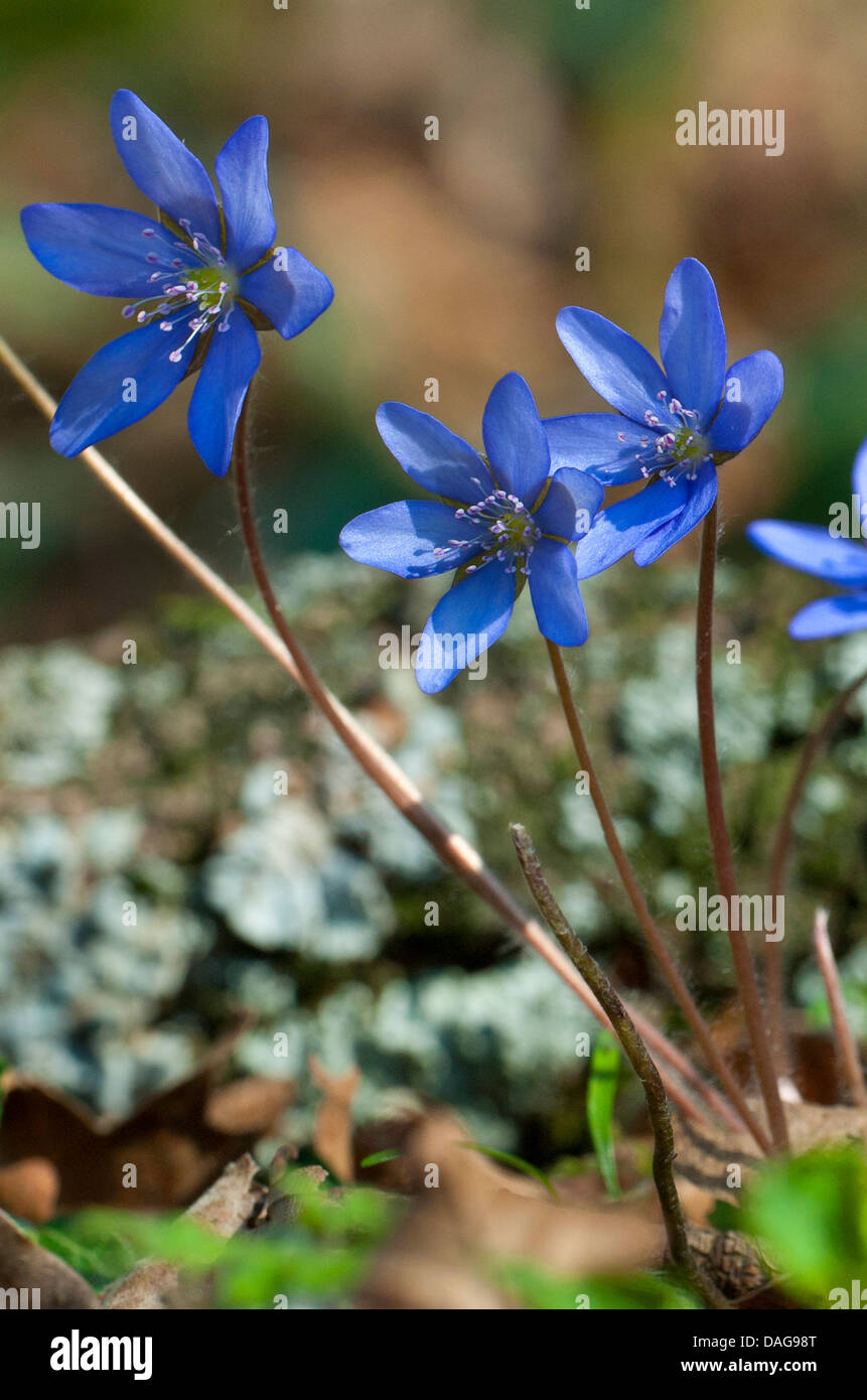 hepatica liverleaf, American liverwort (Hepatica nobilis), blooming ...
