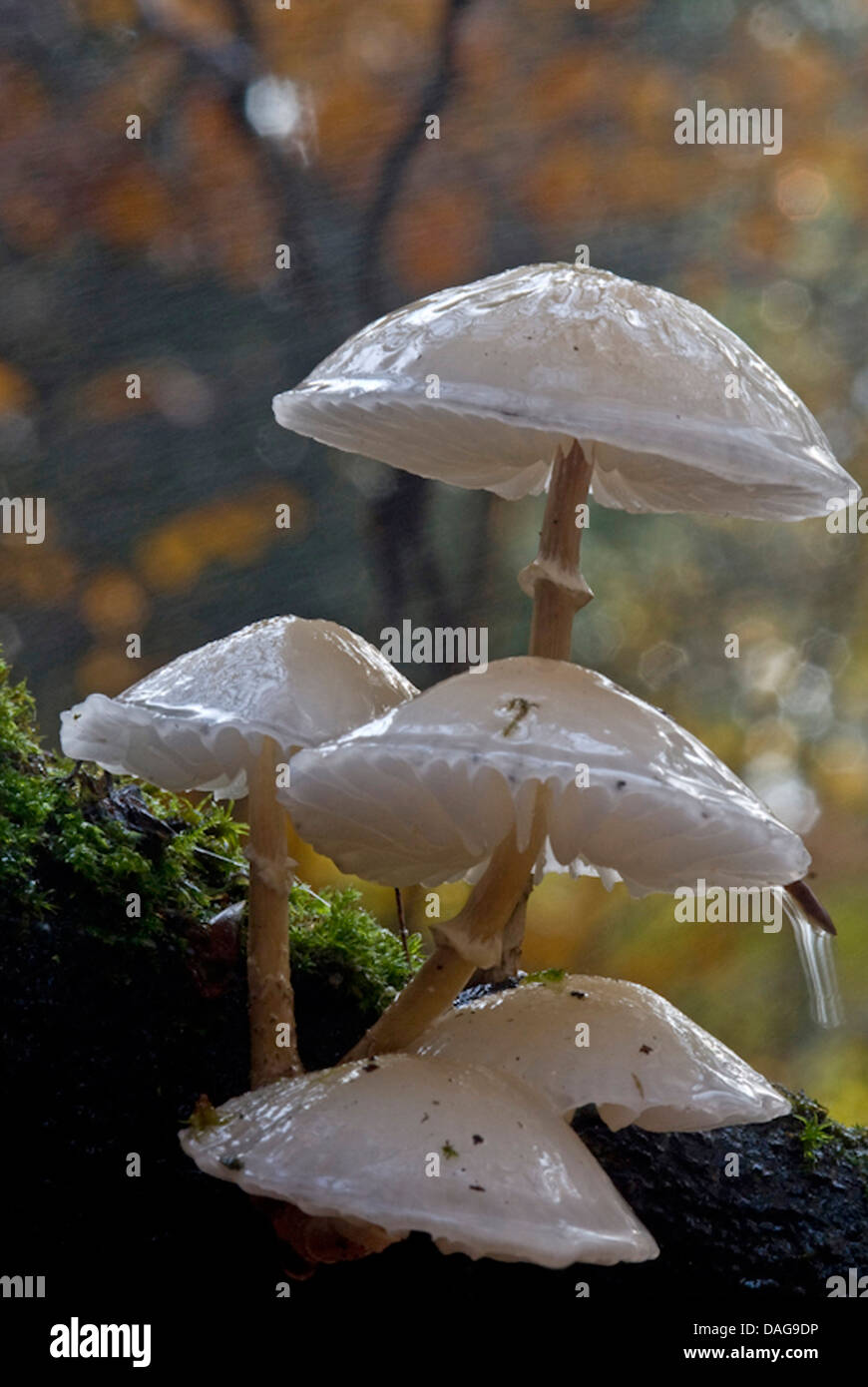 porcelain fungus (Oudemansiella mucida), on a dead beech branch ...