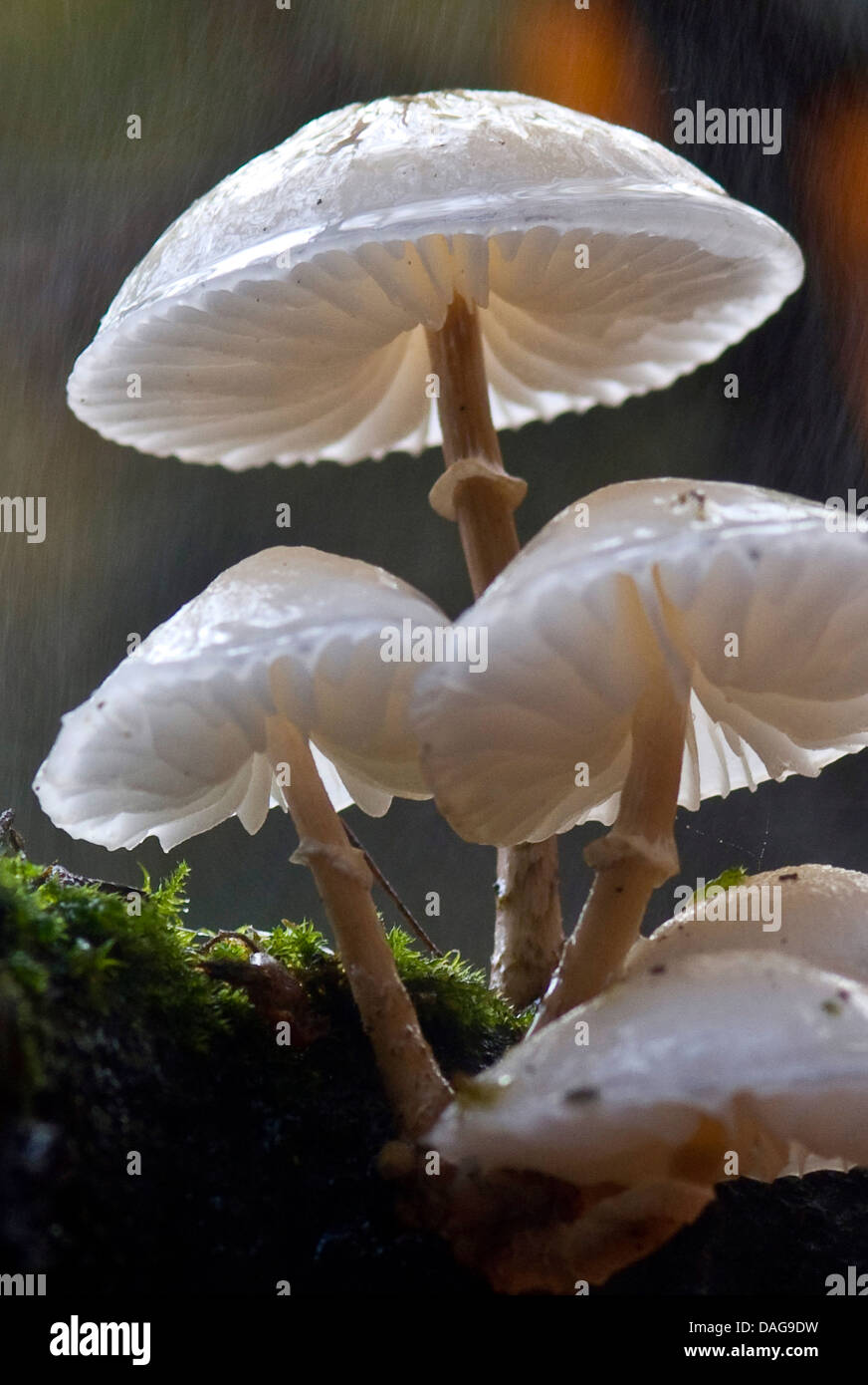 porcelain fungus (Oudemansiella mucida), on a dead beech branch ...
