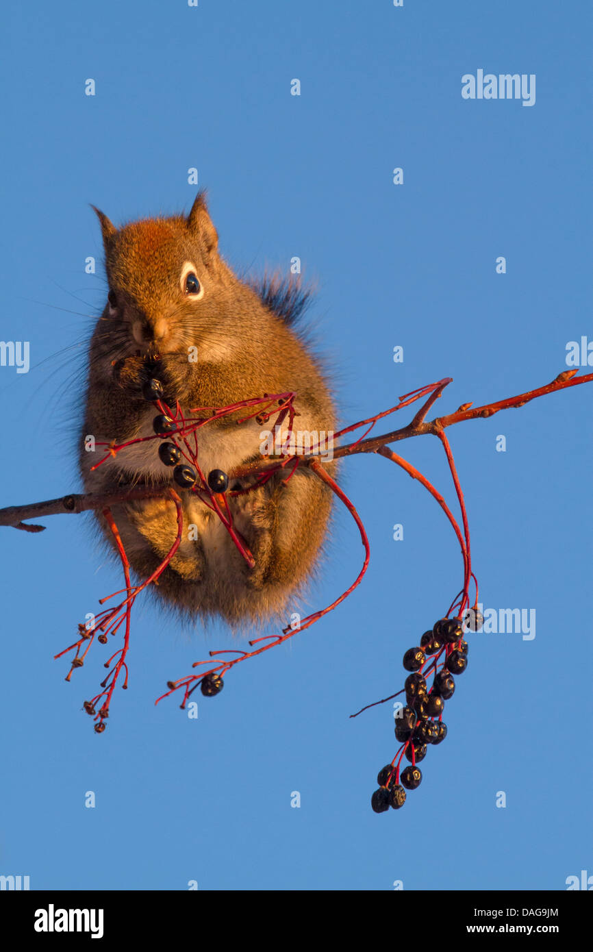 Alaska red squirrel hi-res stock photography and images - Alamy