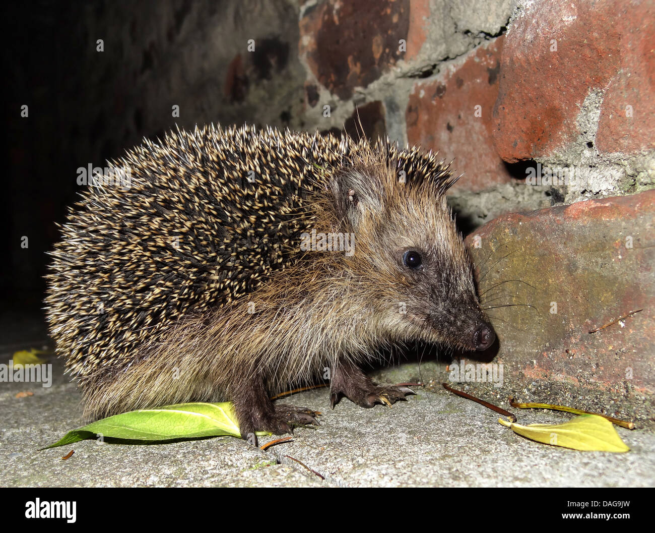 Western hedgehog, European hedgehog (Erinaceus europaeus), at a house ...