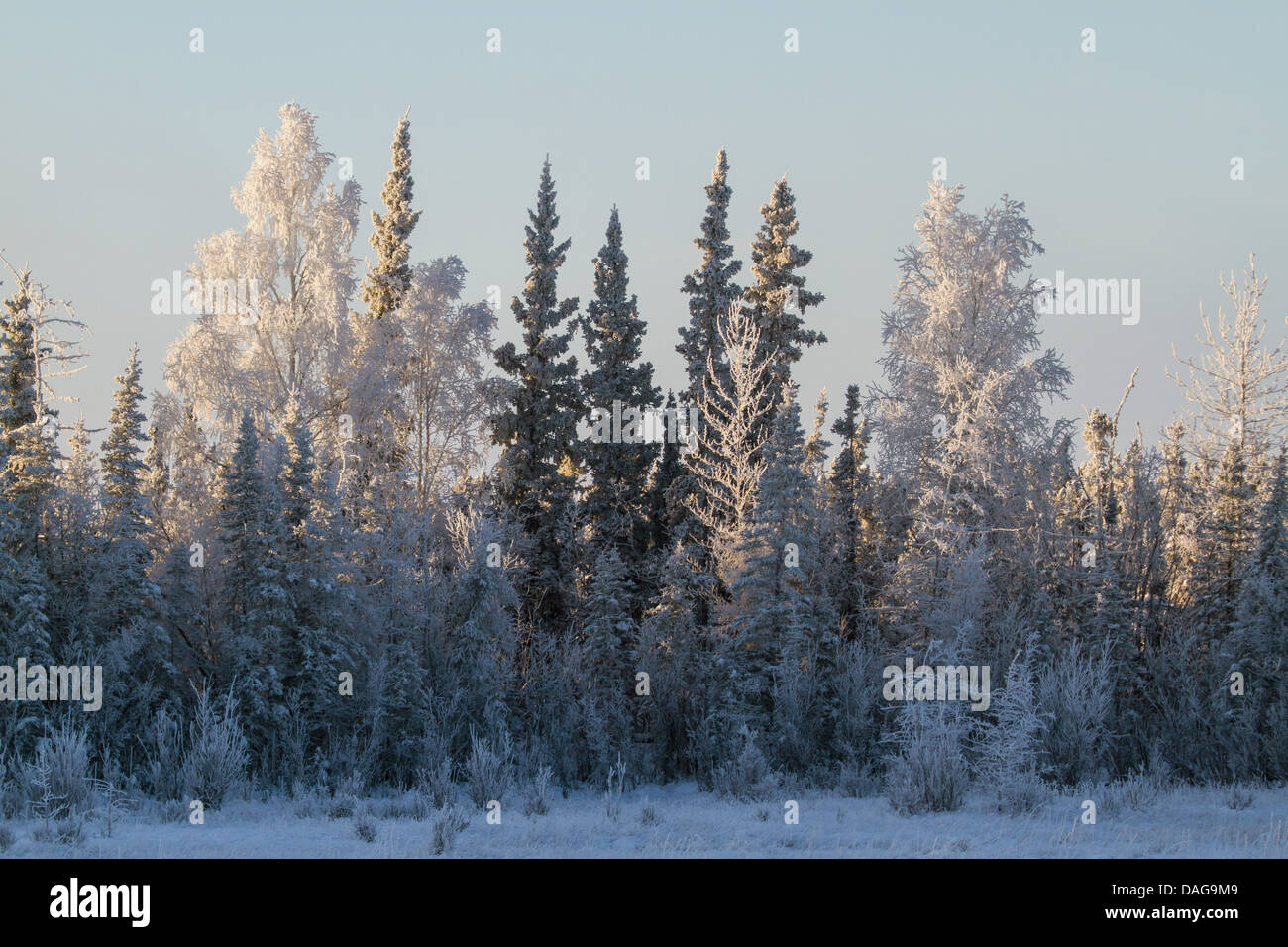 North american taiga hi-res stock photography and images - Alamy