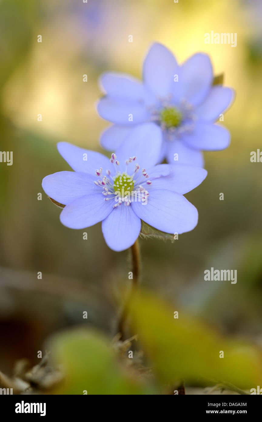 hepatica liverleaf, American liverwort (Hepatica nobilis), flowers ...