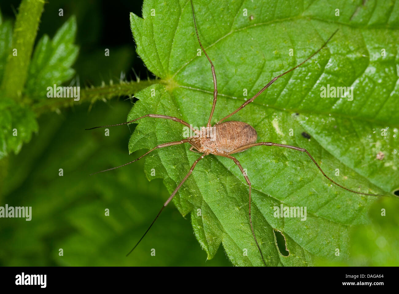 common harvestman (Phalangium opilio), female sitting on a leaf ...